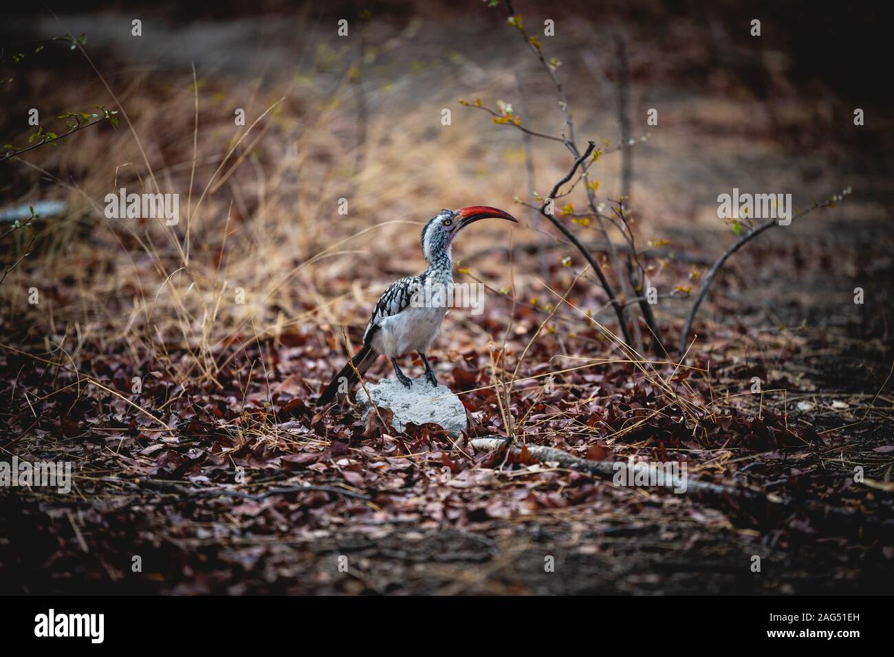 Beautiful rare bird sitting on a stone in the middle of the jungle ...