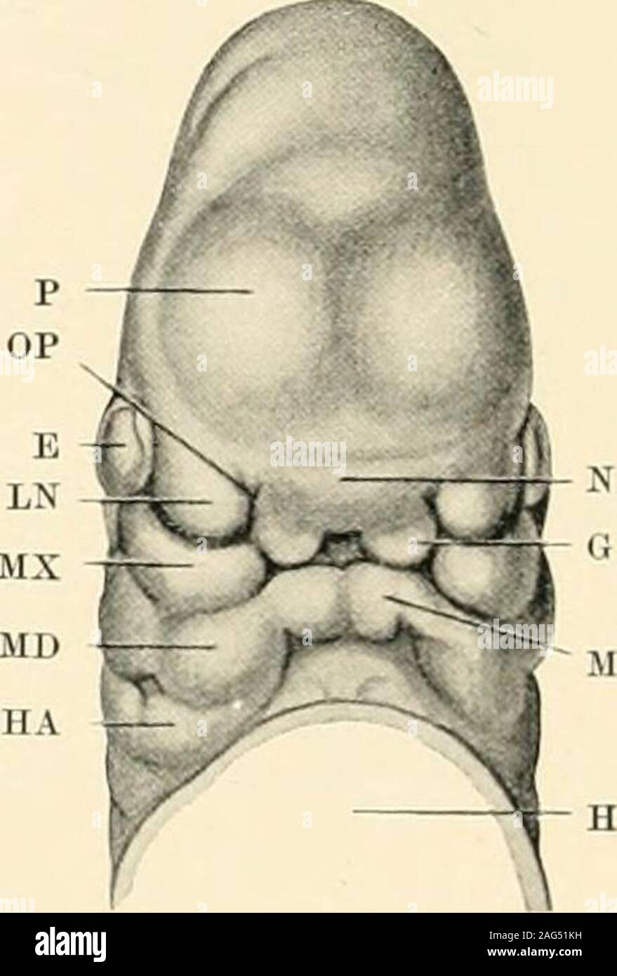 . The science and practice of dental surgery. Fig. 11.—I. Lateral ...