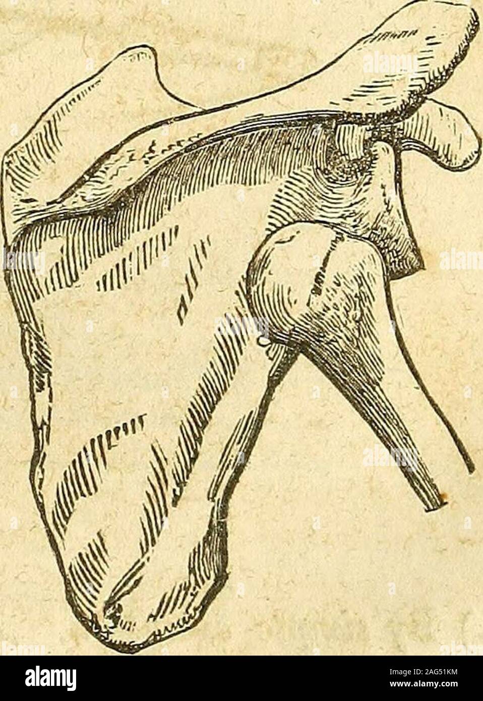 . The principles and practice of modern surgery. 268 DISLOCATIONS OF ...