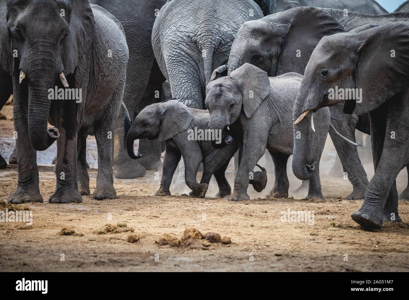 Group of elephants marching on the sandy ground Stock Photo - Alamy