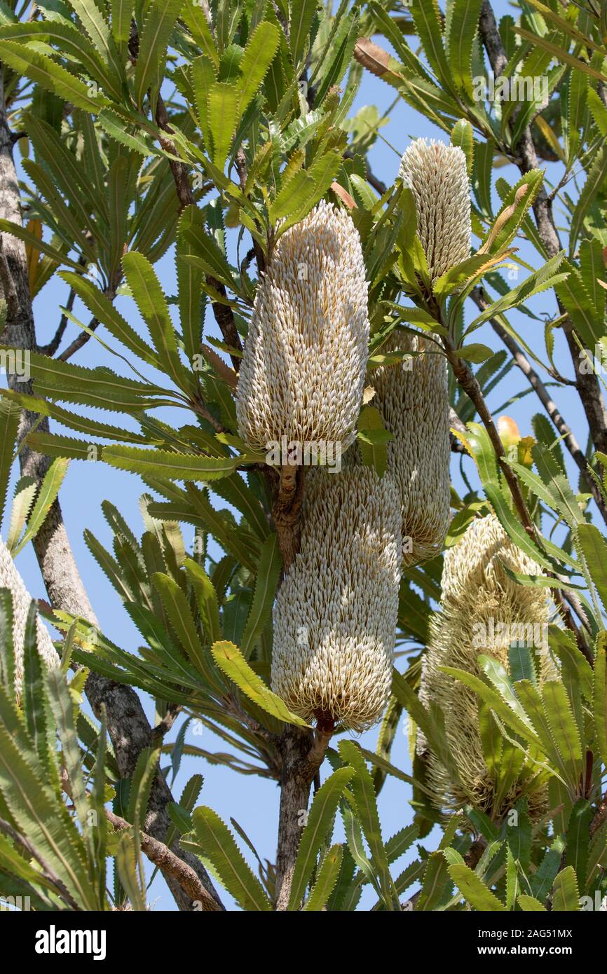 Saw-tooth Banksia Tree with banksia cones Stock Photo - Alamy