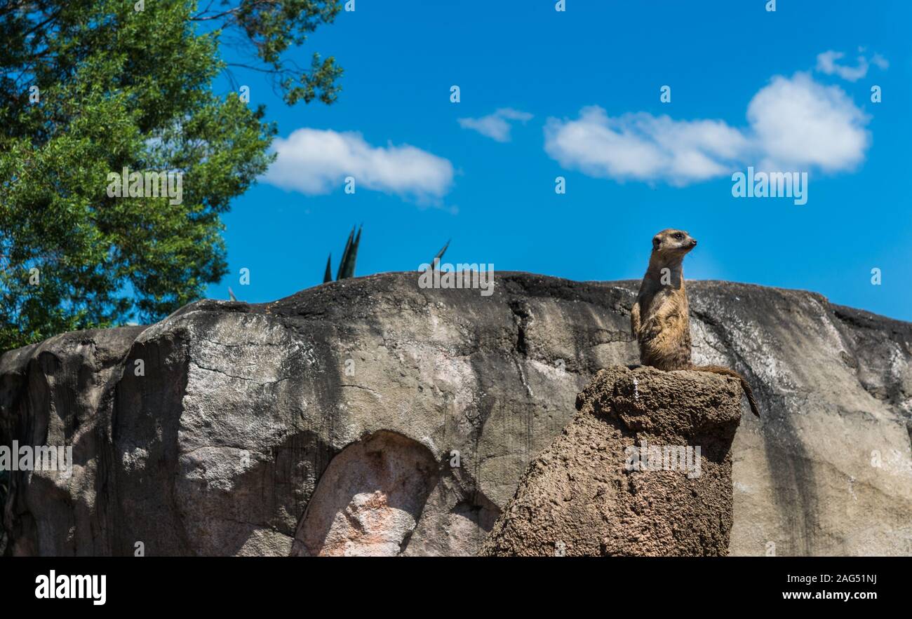 Animal looking sideways hi-res stock photography and images - Alamy