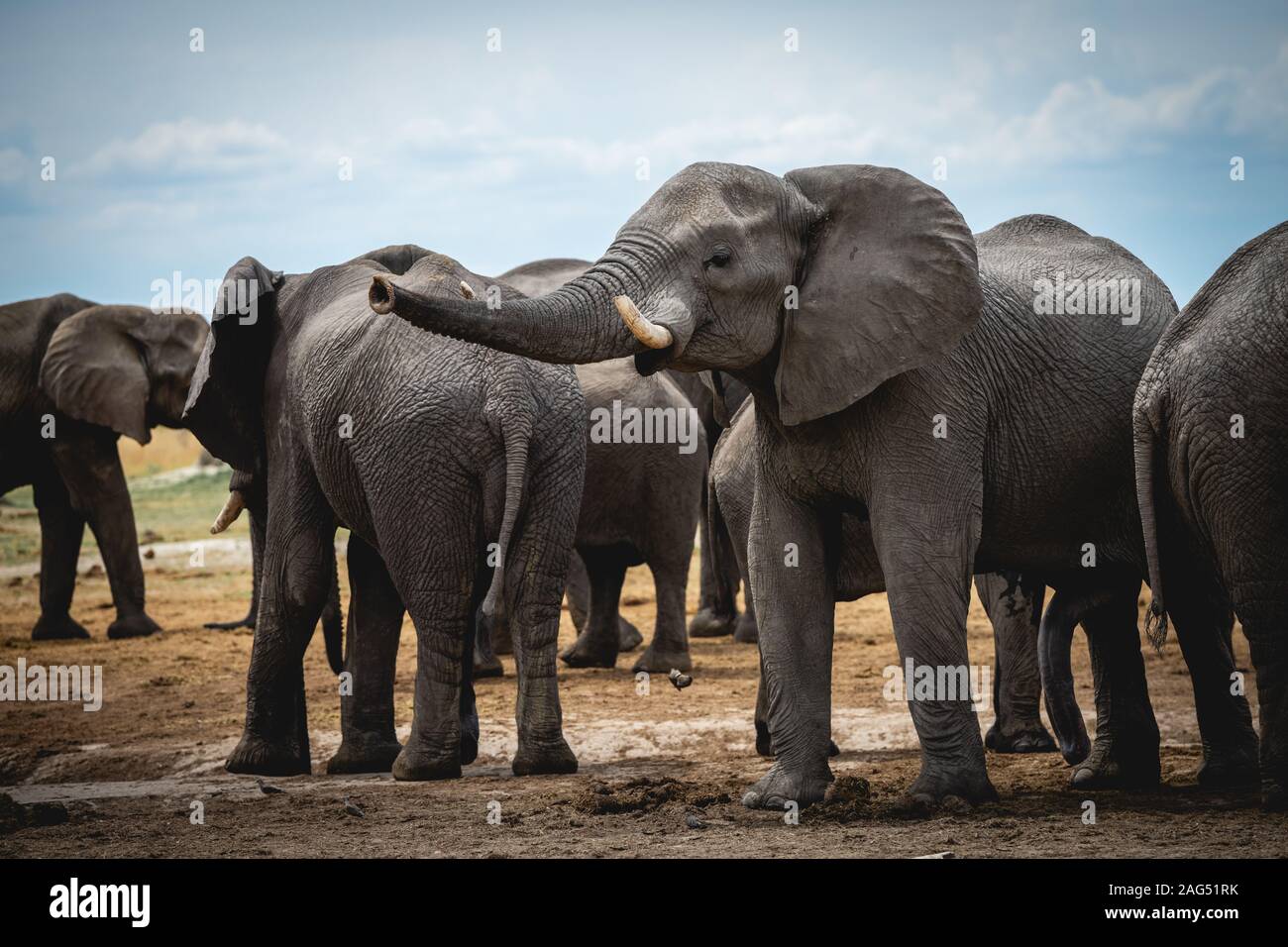 Group of exotic elephants on the muddy ground in the jungle Stock Photo - Alamy