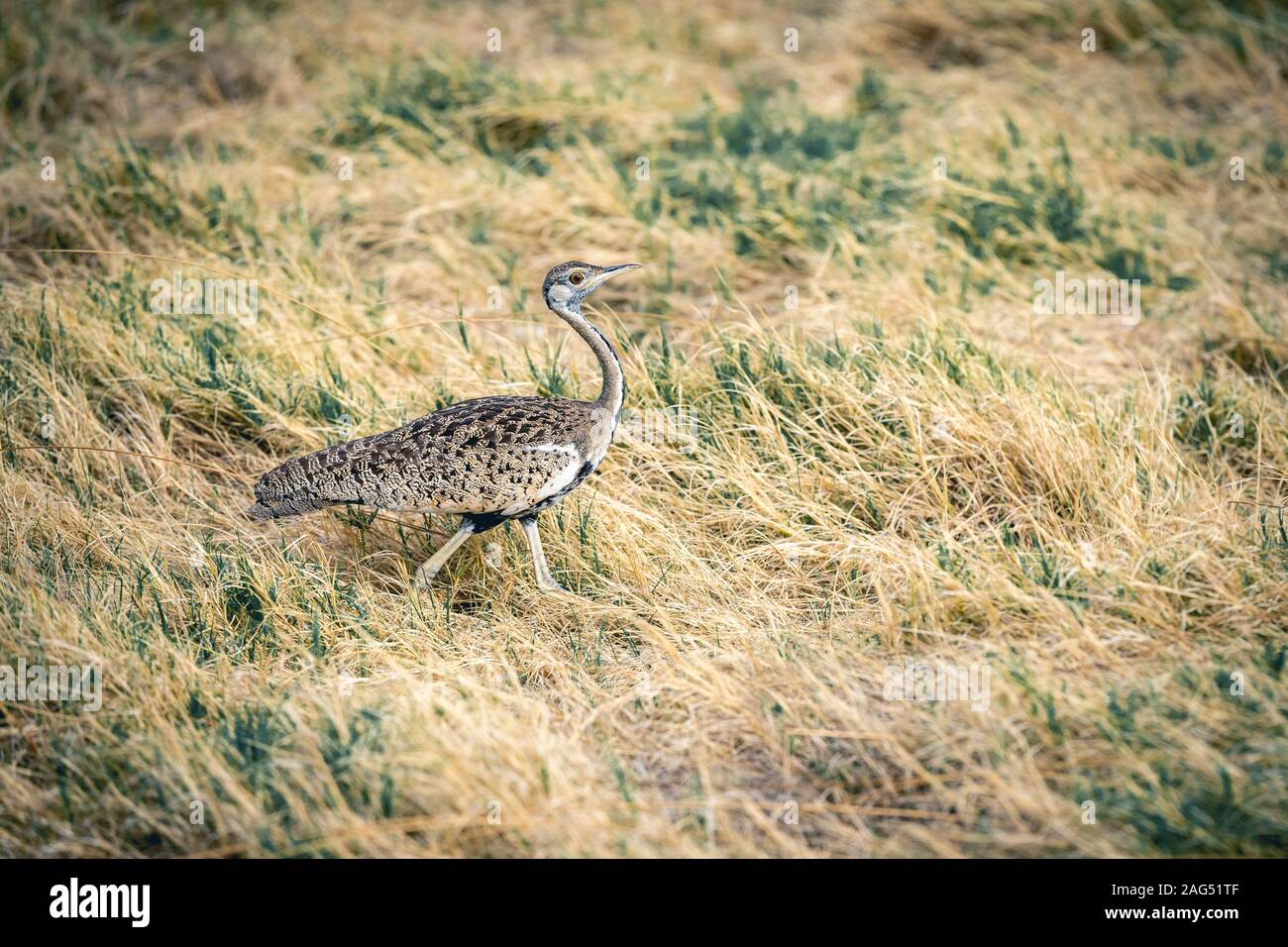 Rare bird walking on a field of weeds Stock Photo - Alamy