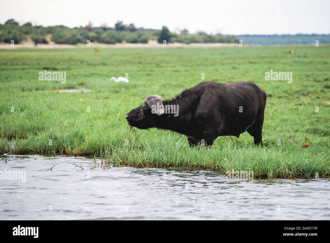 African buffalo feeding on the grass next to a river in the jungle ...