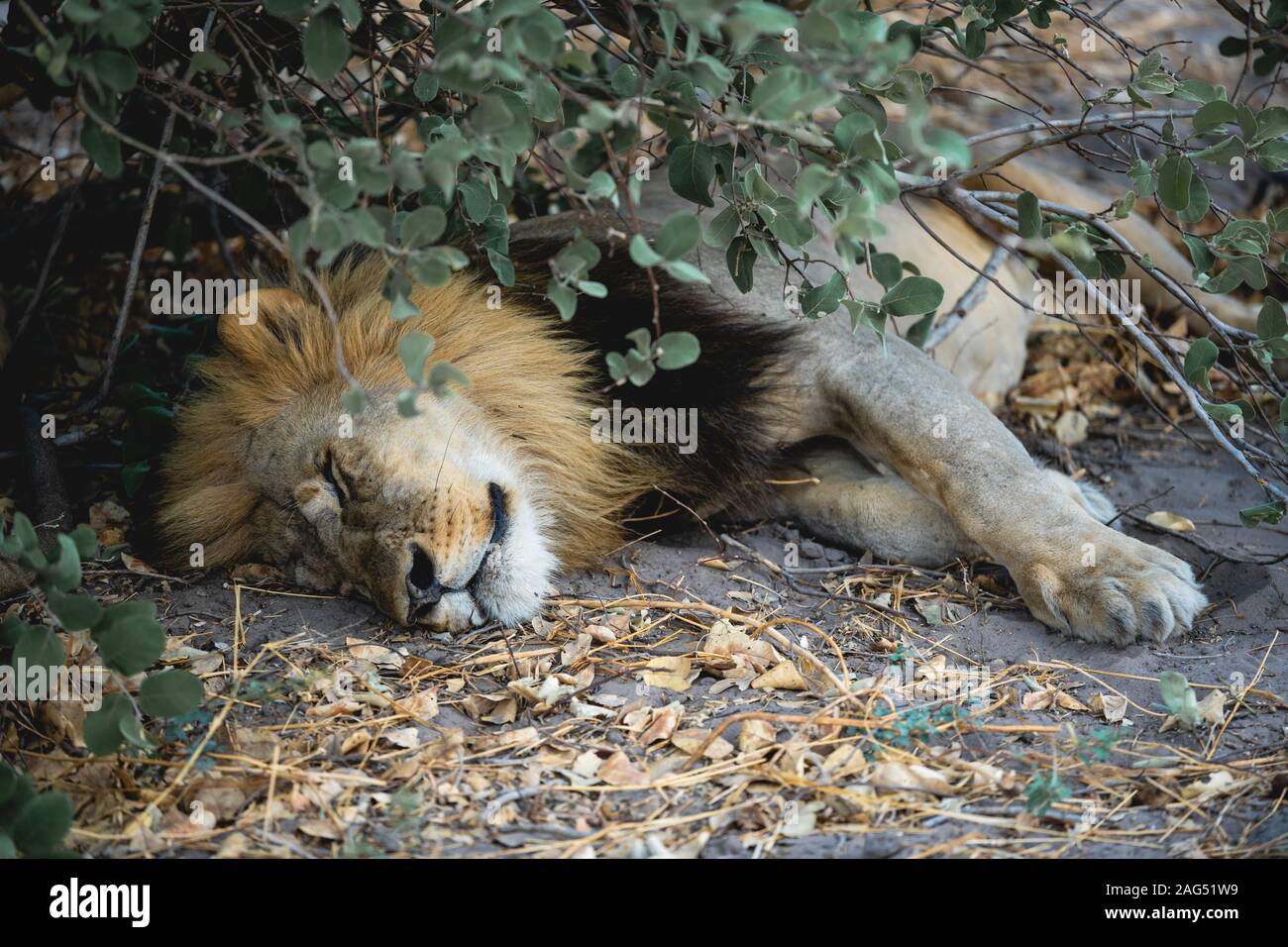 Lion sleeping under tree hi-res stock photography and images - Alamy