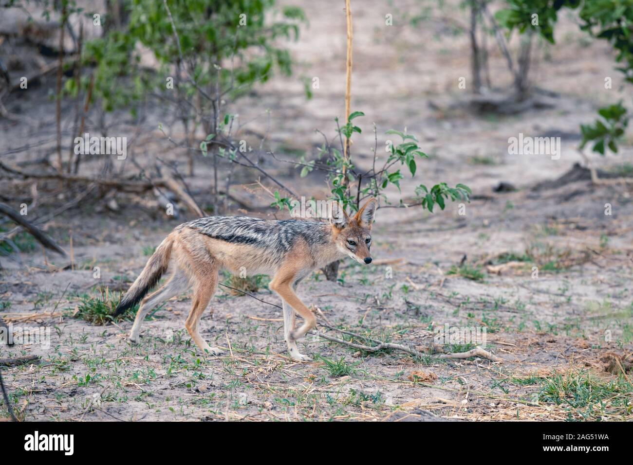 African fox hi-res stock photography and images - Alamy