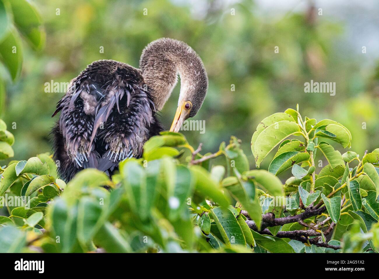 Female Anhinga Allopreening Stock Photo - Alamy