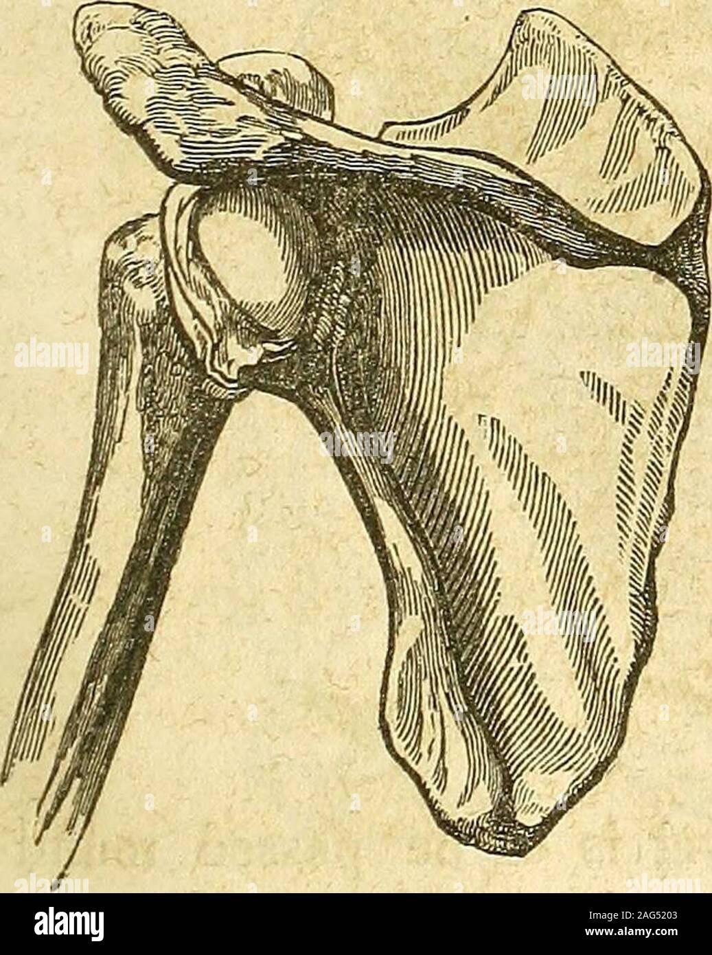 . The principles and practice of modern surgery. elbow projects ...