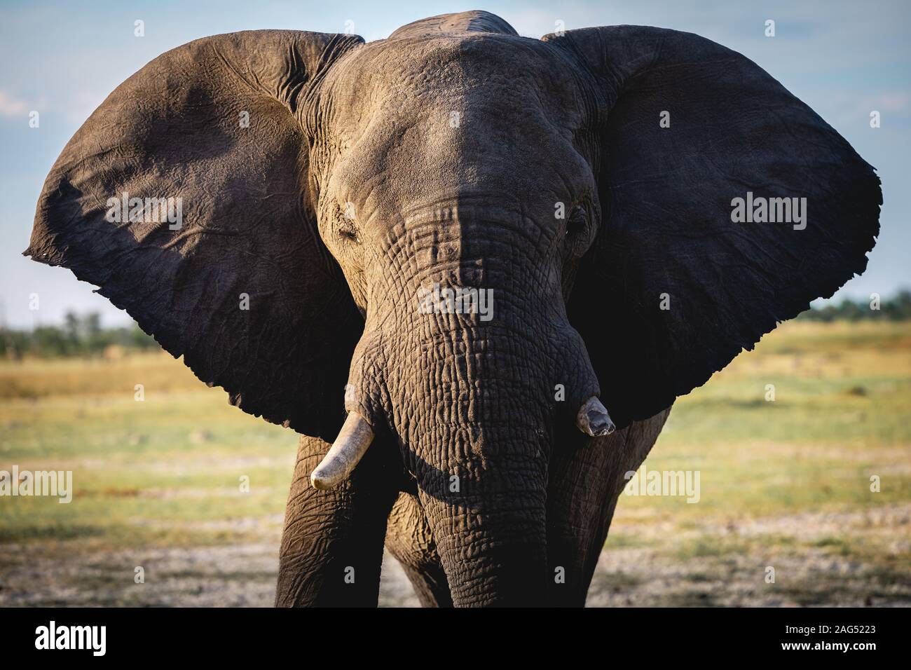 Closeup shot of an elephant with broken ivories in the jungle Stock ...