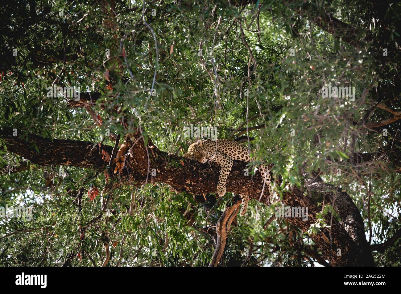 Exotic cheetah sleeping on a branch of a tree in the middle of the ...