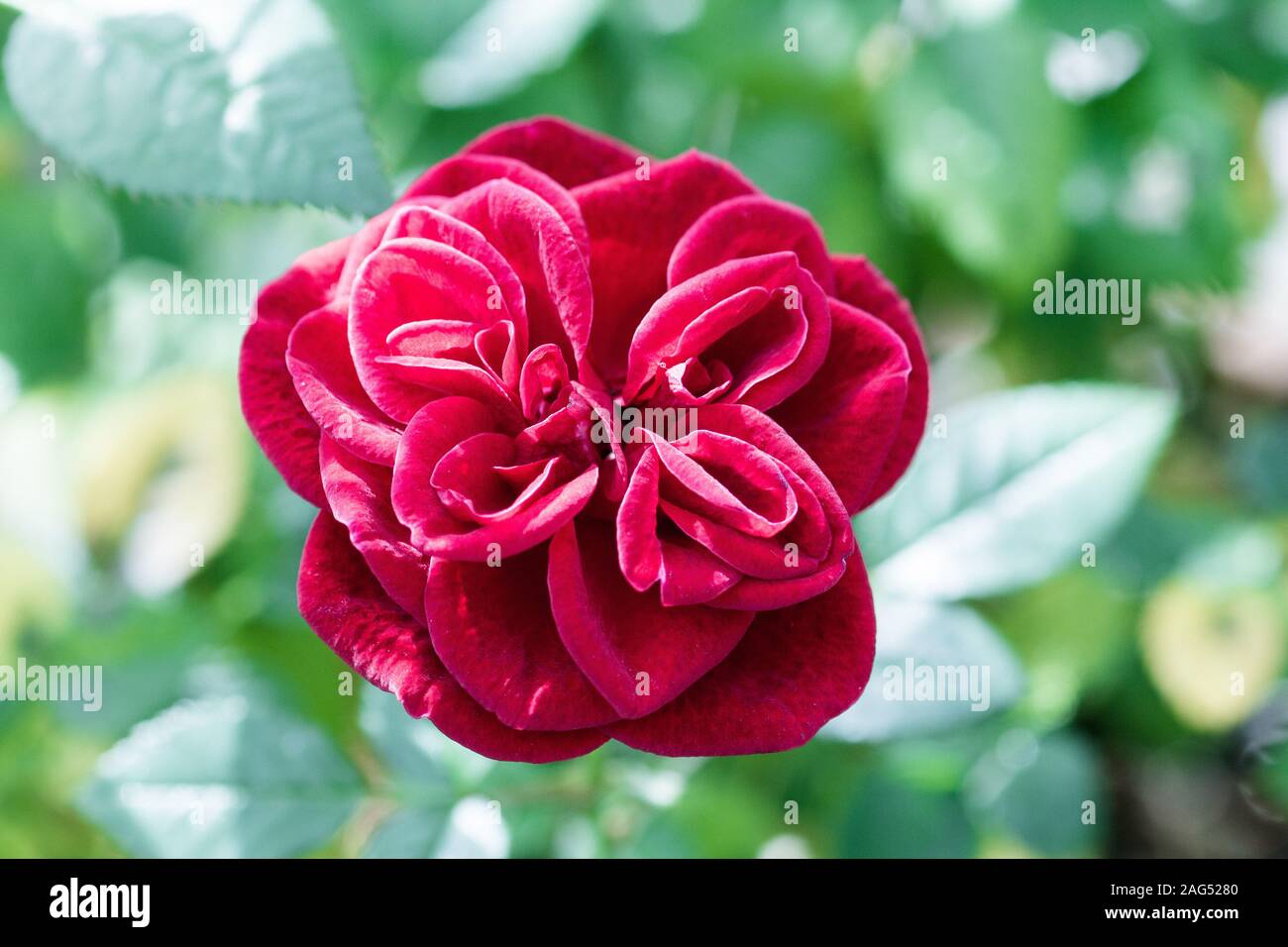 Colorful red rose at botanic gardens, Dublin, Ireland Stock Photo - Alamy