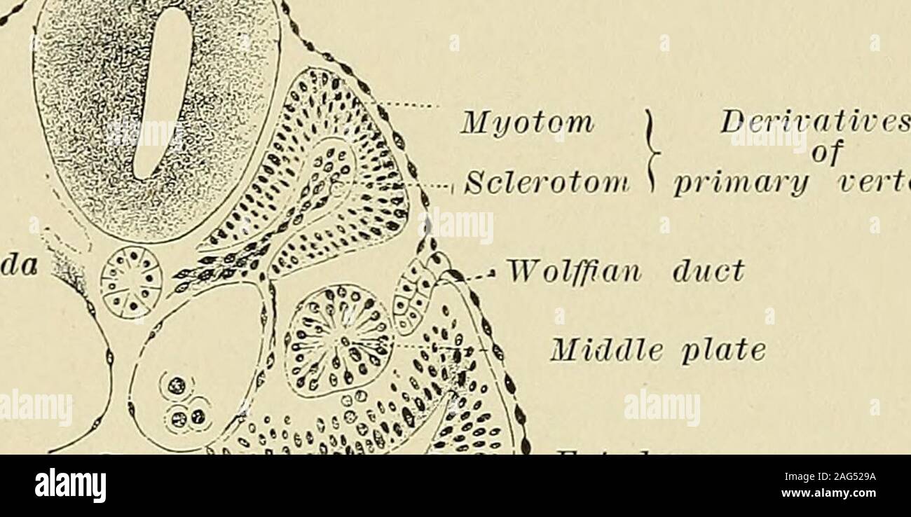 . Gynecological pathology; a manual of microscopic technique and ...