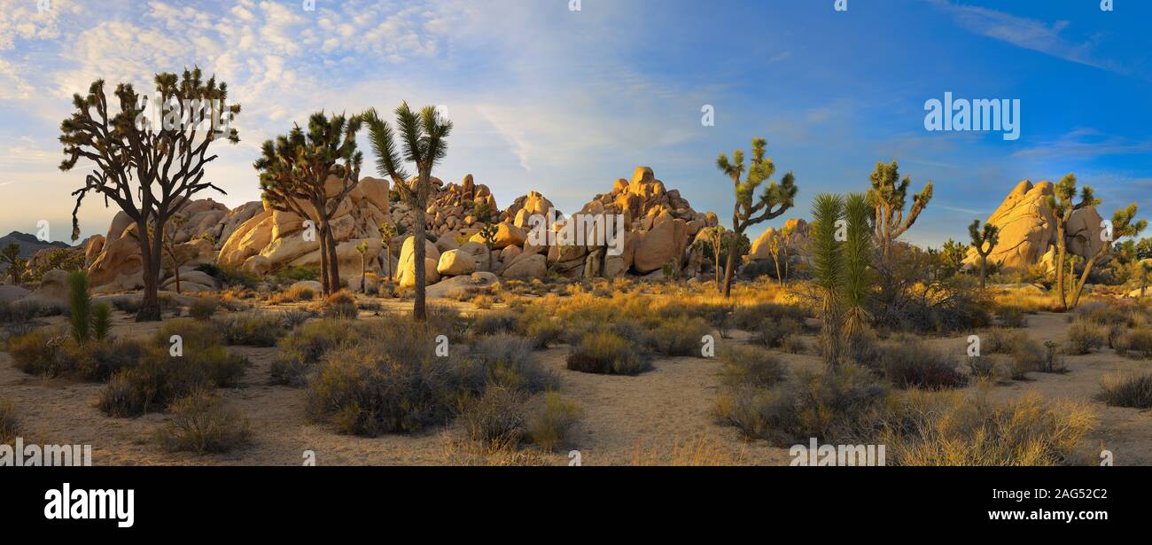 The chonta palm hi-res stock photography and images - Alamy