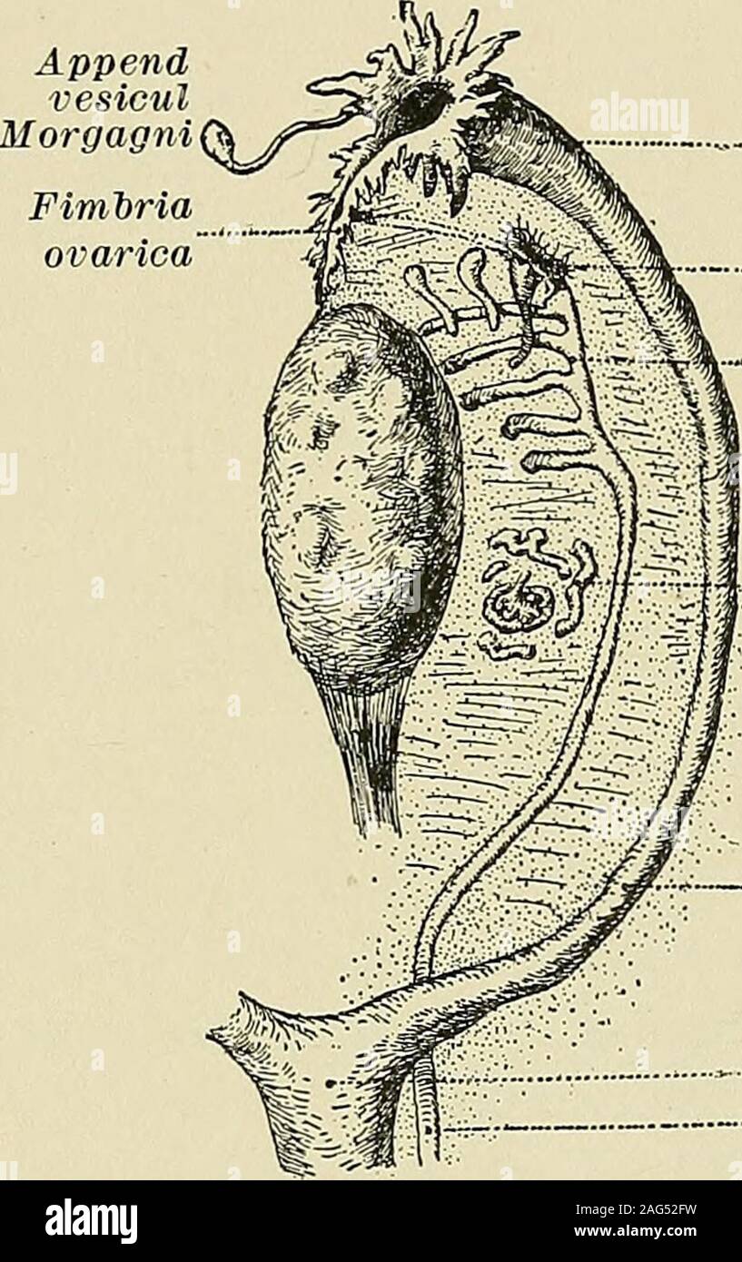 . Gynecological pathology; a manual of microscopic technique and ...