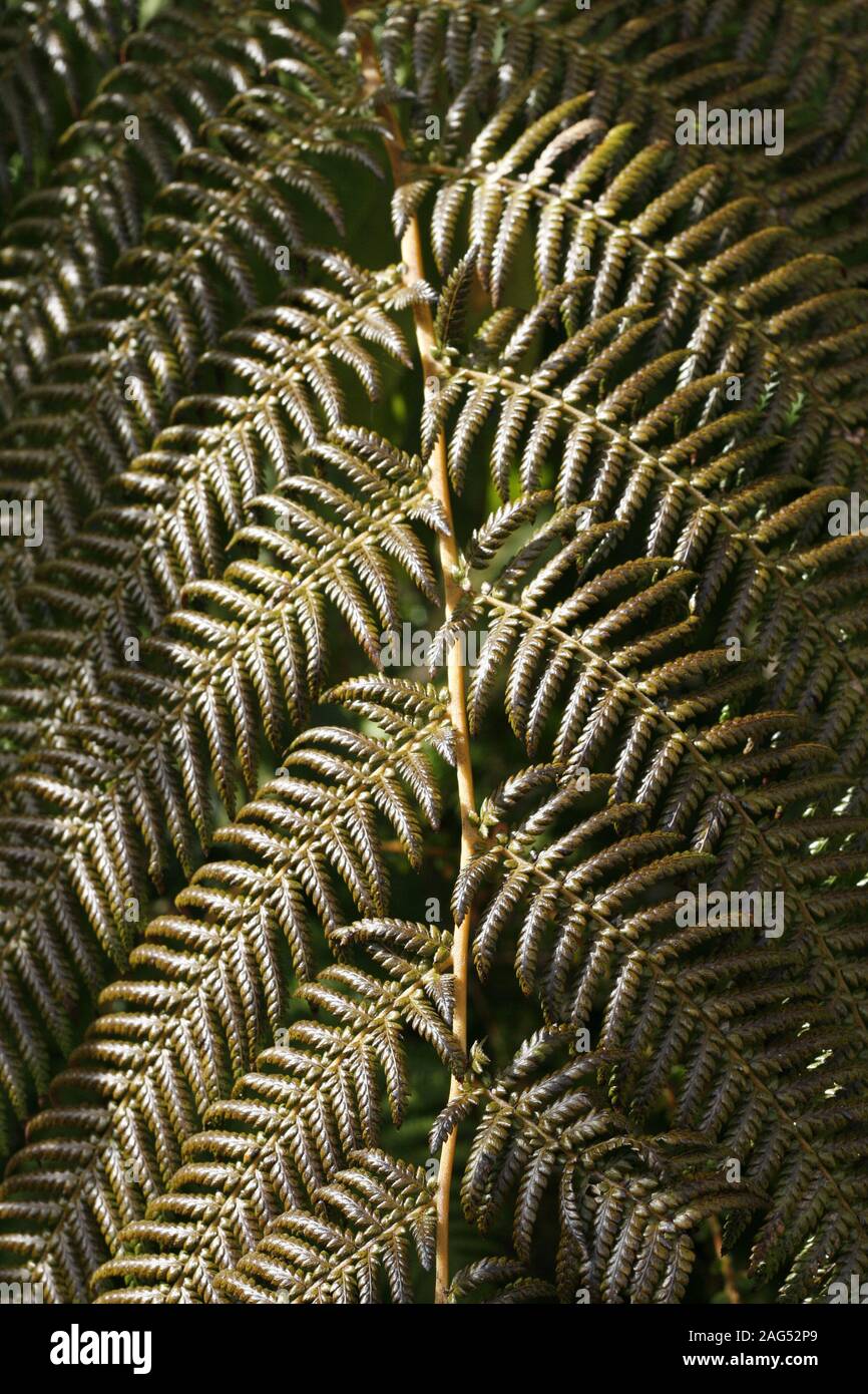 Textures of branch leaves Stock Photo - Alamy