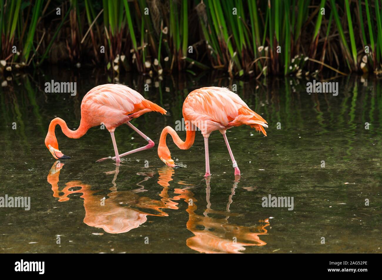 Flamingo natural environment hi-res stock photography and images - Alamy