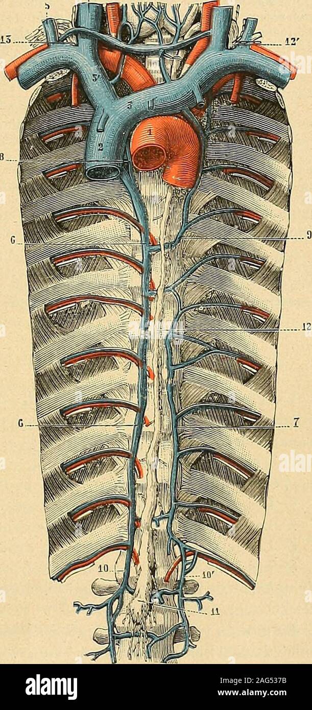 Anatomie thoracique hi-res stock photography and images - Alamy