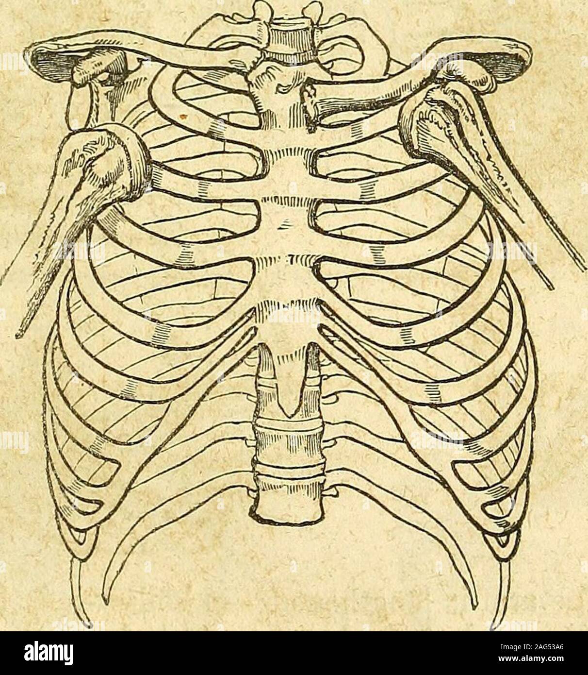 Left shoulder clavicle dislocation hi-res stock photography and images ...