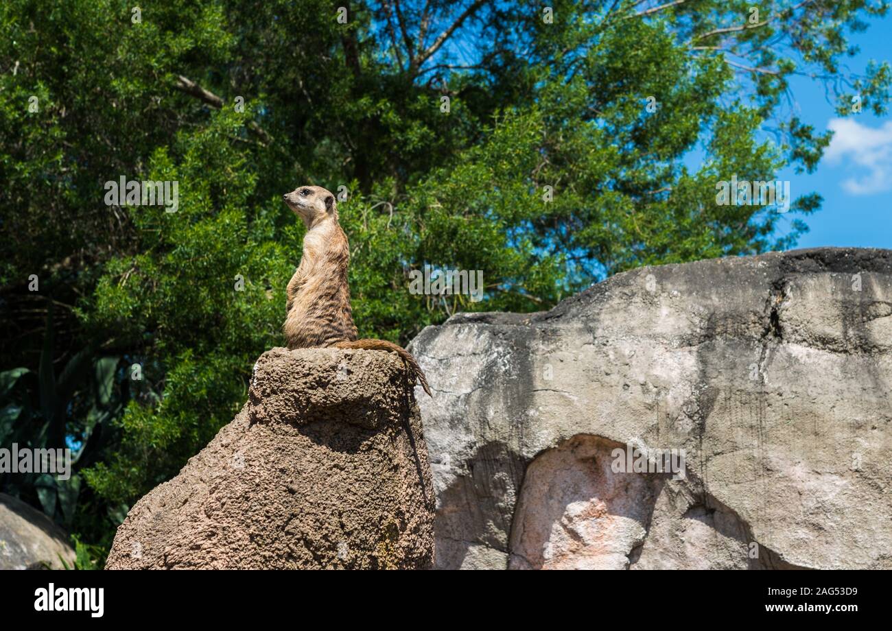 Animal looking sideways hi-res stock photography and images - Alamy