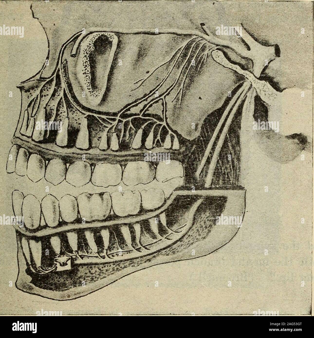 Alveolus Tooth