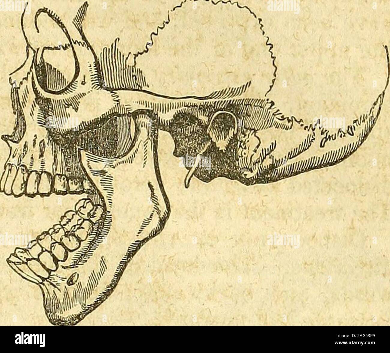 Zygomatic process hi-res stock photography and images - Alamy