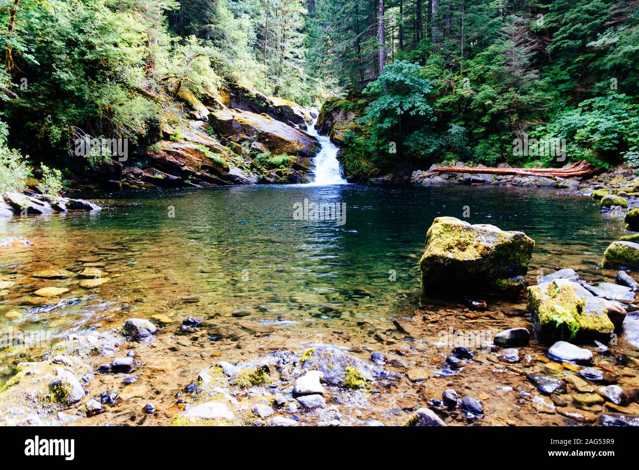 Beautiful shot of water flowing into a pond in the middle of a forest ...