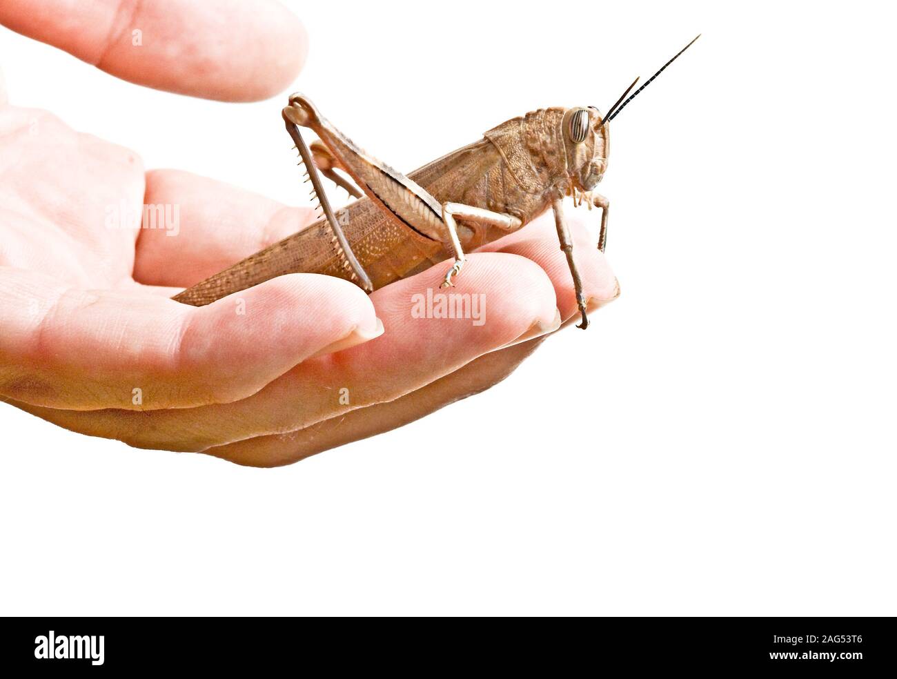 Male locust hi-res stock photography and images - Alamy
