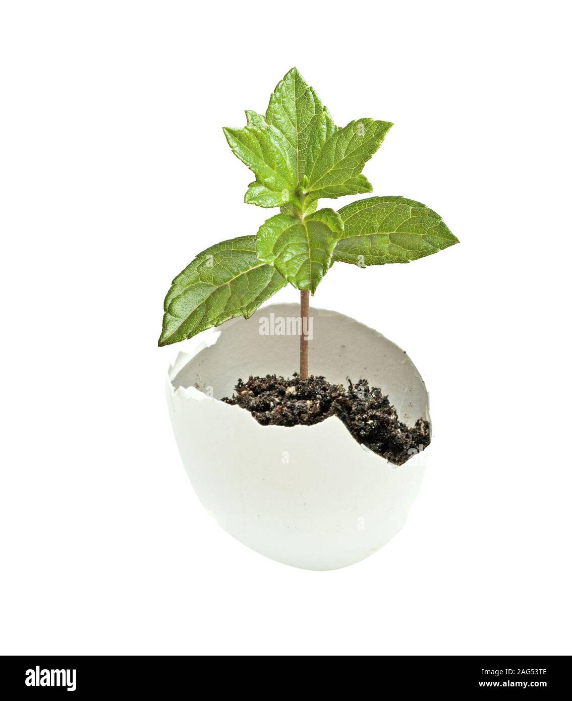 A tree hatching from egg Stock Photo - Alamy