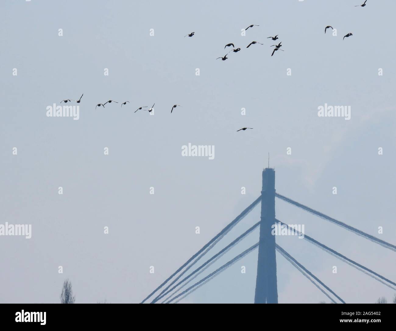 Illustration flock birds bridge hi-res stock photography and images - Alamy