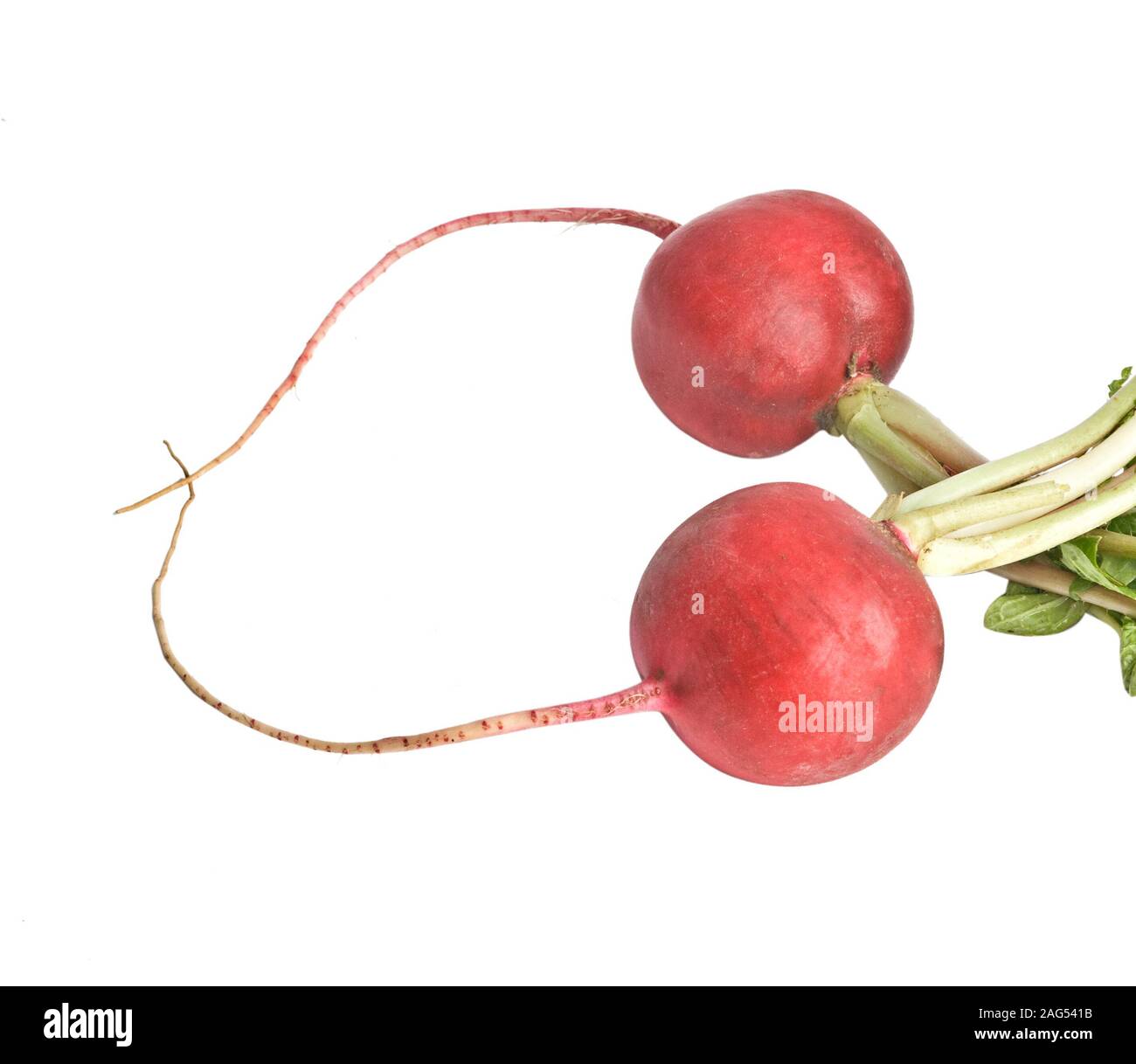 Two radishes with leaves isolated on white background Stock Photo - Alamy