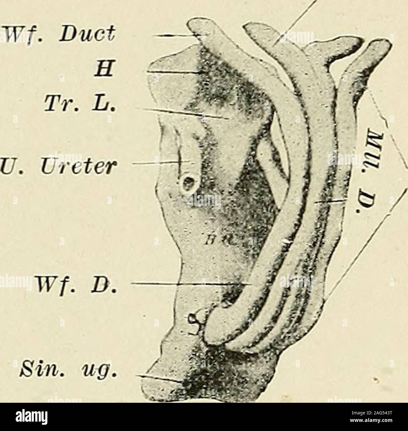 Urogenital sinus hi-res stock photography and images - Alamy