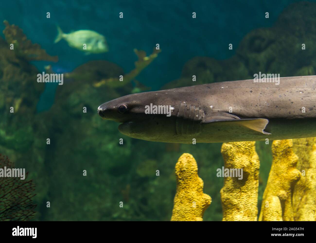 Close up photo of exotic wildlife underwater shark in sea and ocean ...
