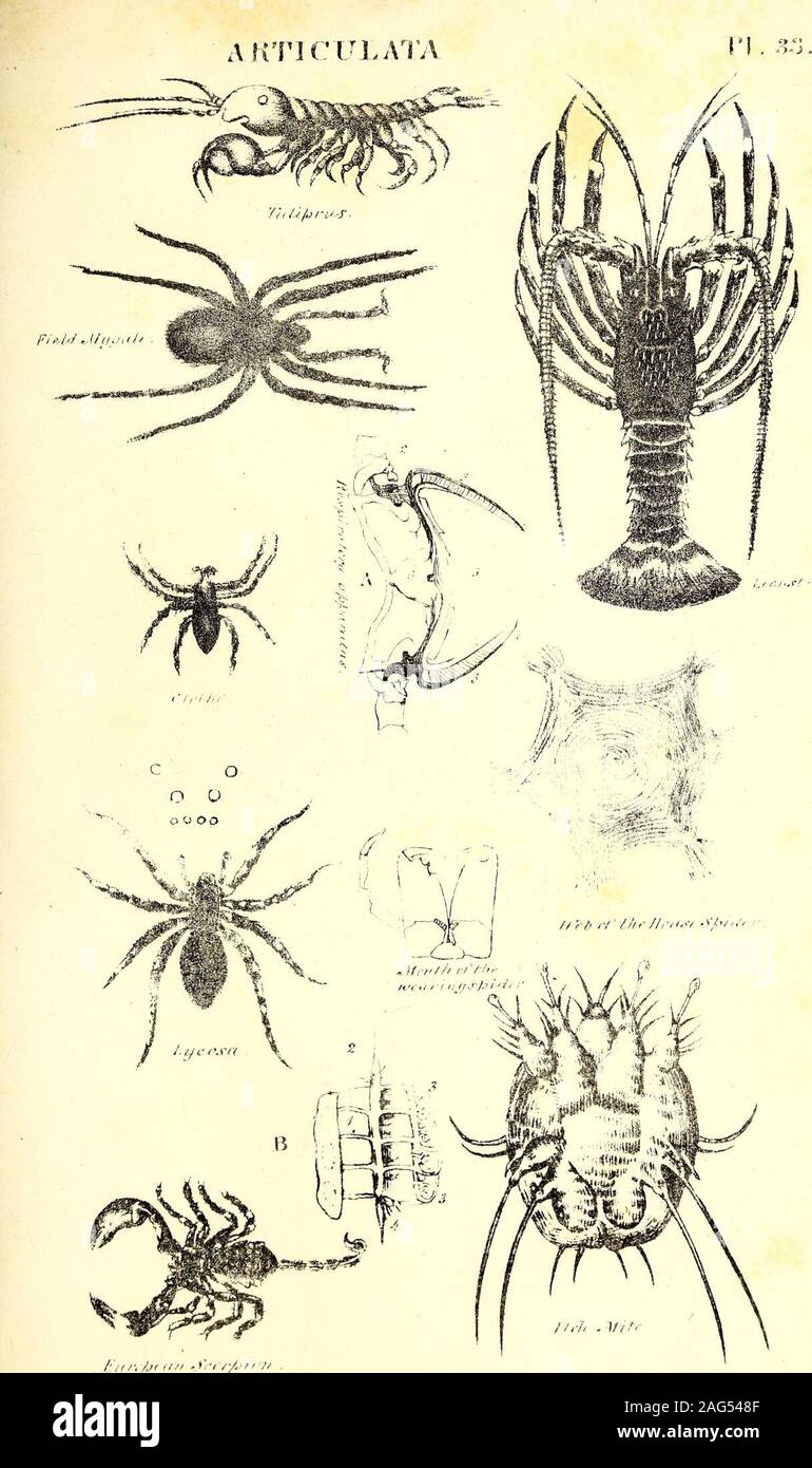 . A synopsis of natural history: embracing the natural history of ...