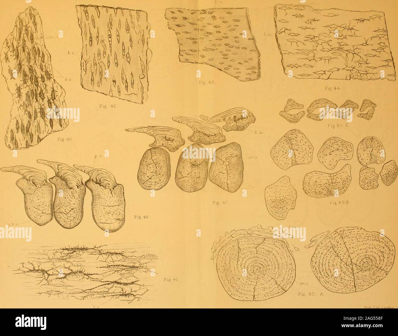 Kulii hi-res stock photography and images - Alamy