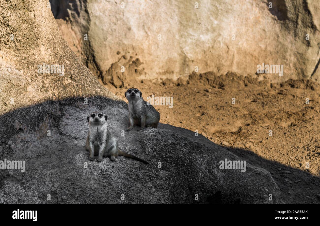 Animal looking sideways hi-res stock photography and images - Alamy