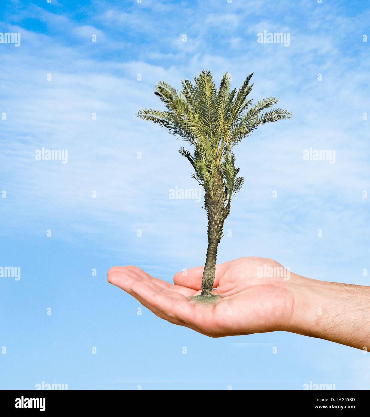 A palm in hand as a symbol of nature protection Stock Photo - Alamy