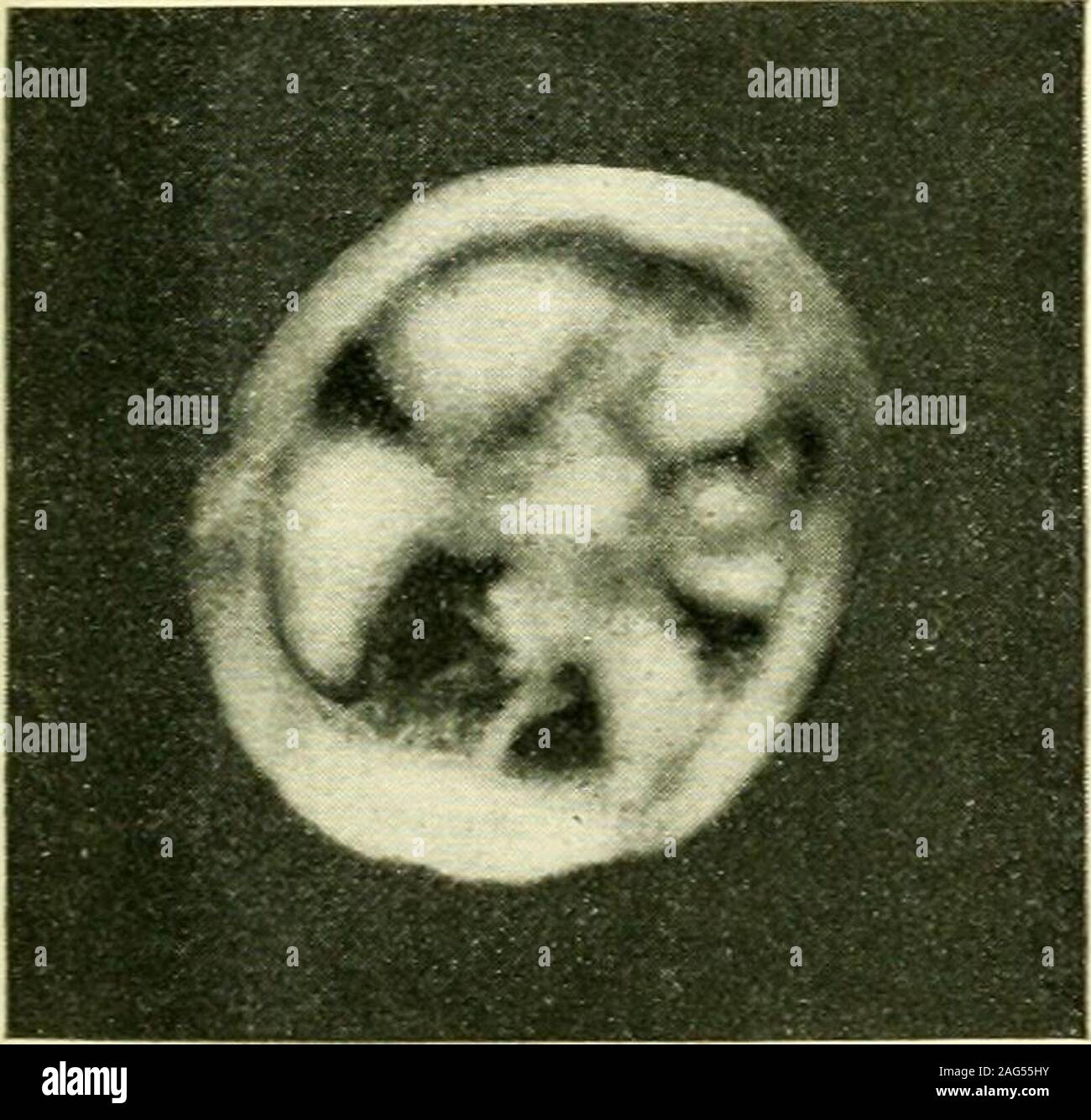 . The life-history of British lizards and their local distribution in ...