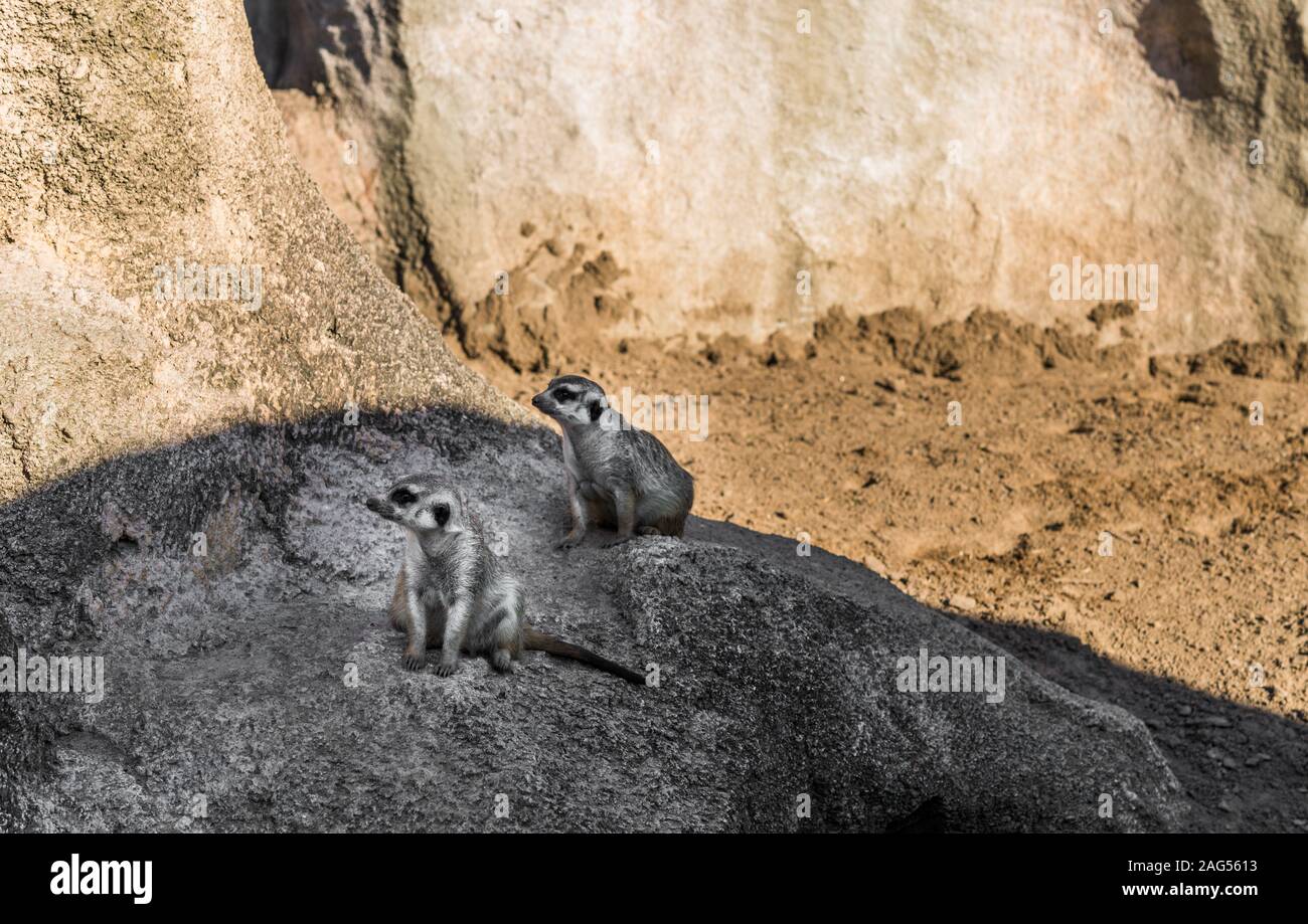 Animal looking sideways hi-res stock photography and images - Alamy