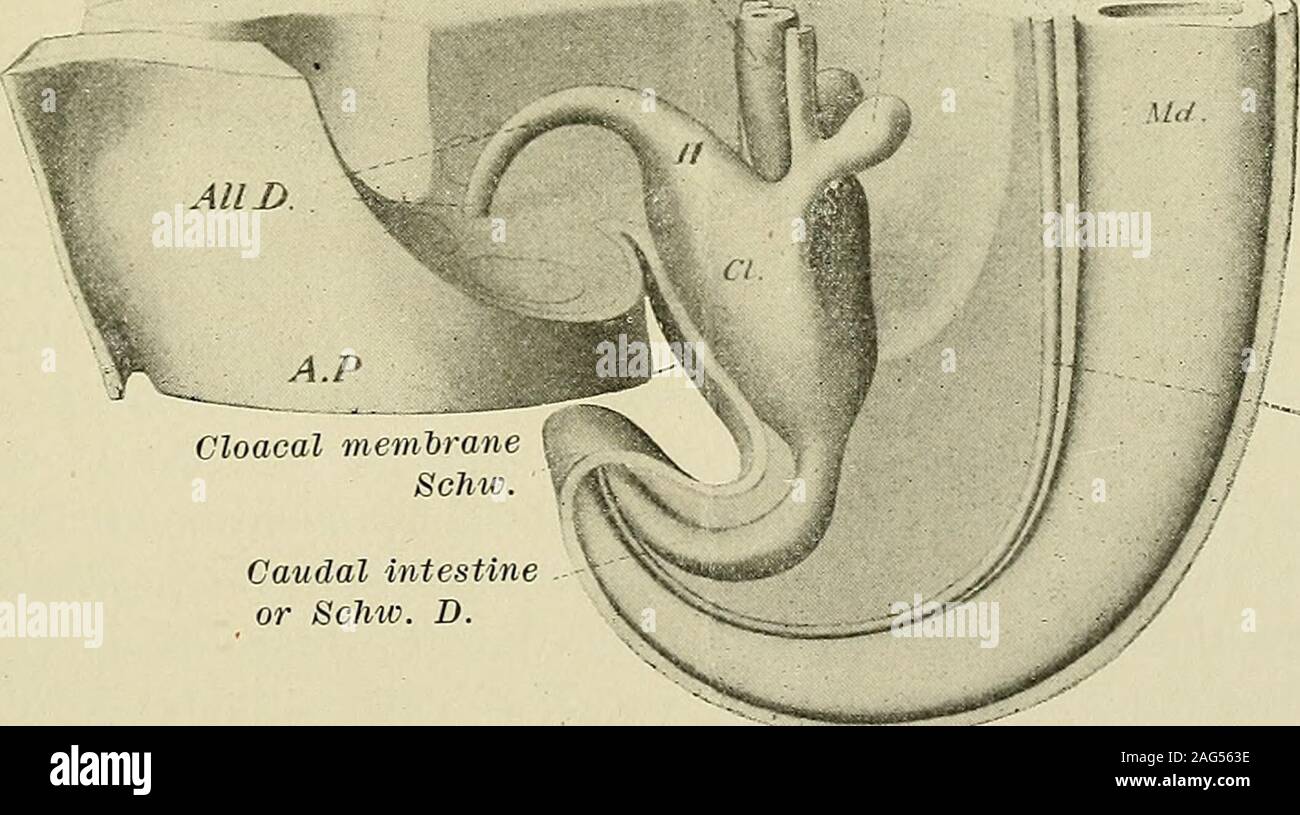 . Gynecological pathology; a manual of microscopic technique and ...