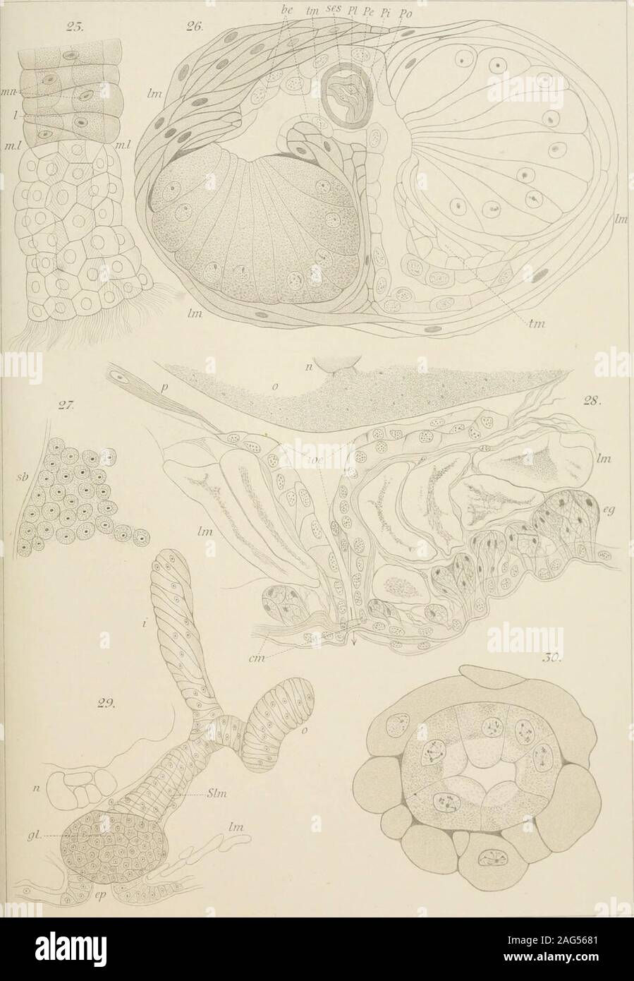. Journal of morphology. e ovum; n, its nucleus; oe, epithelium of ...