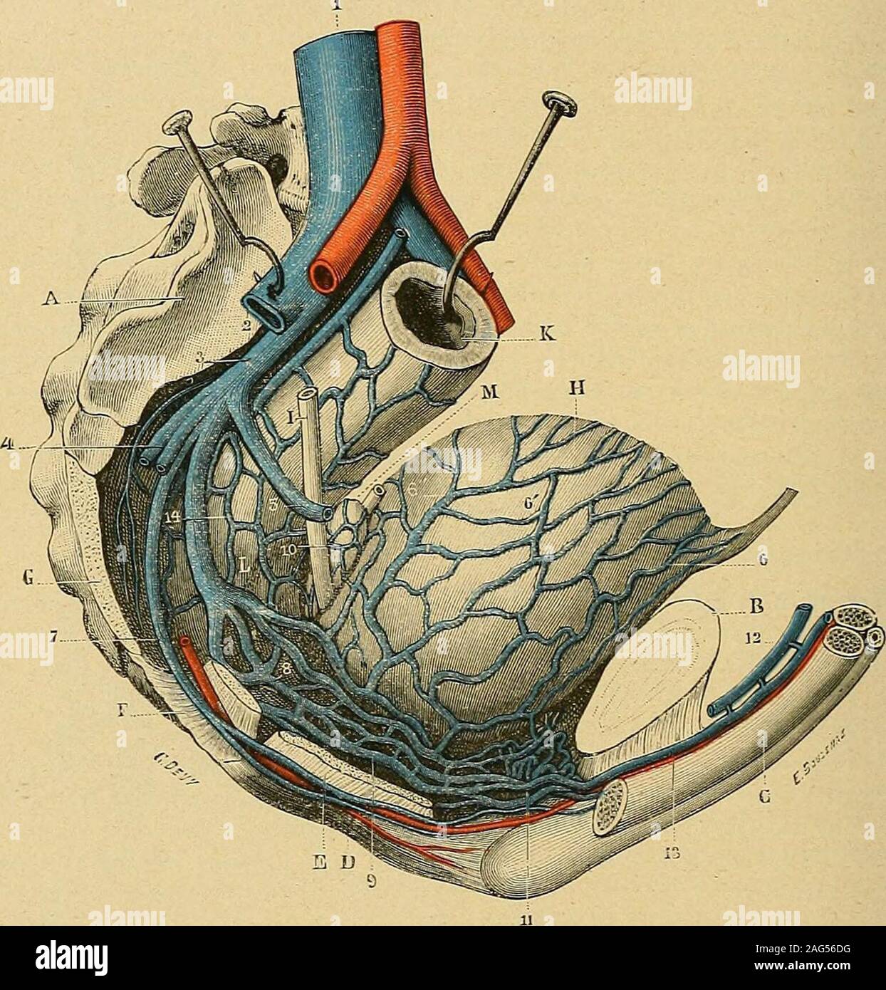 Anatomie du bassin de la femme hi-res stock photography and images - Alamy