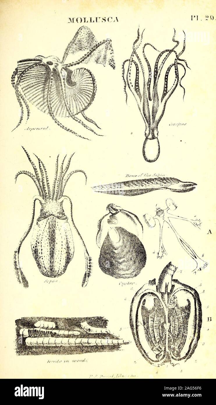 . A synopsis of natural history: embracing the natural history of ...