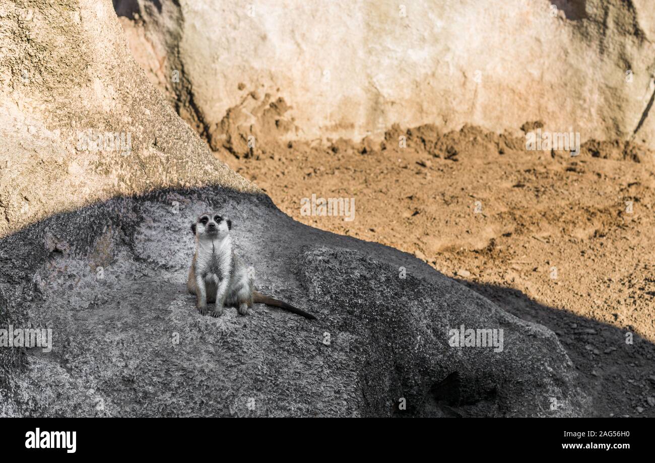 Animal looking sideways hi-res stock photography and images - Alamy