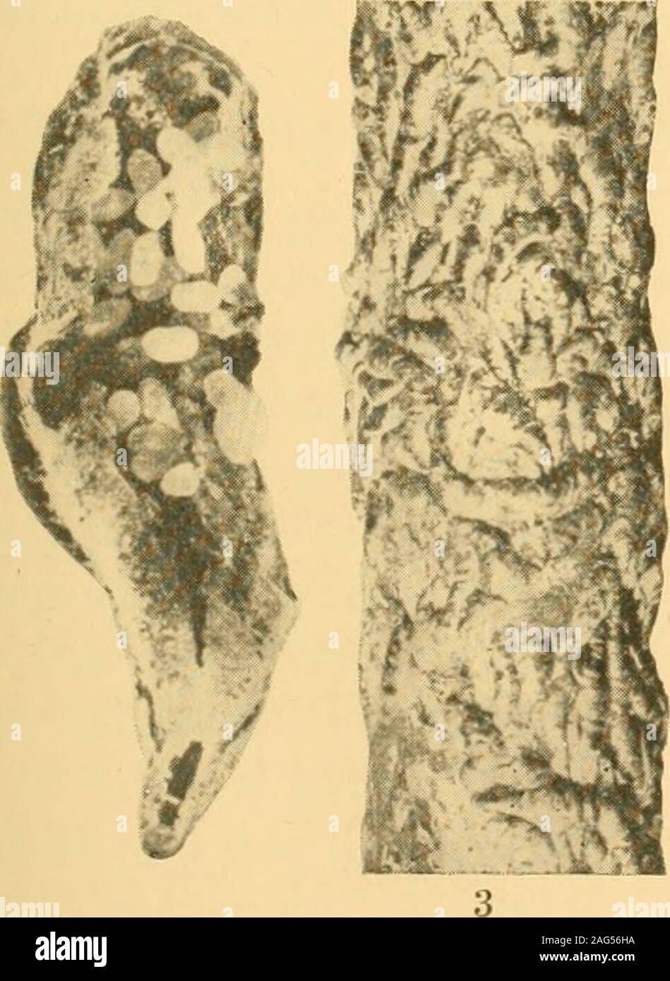 . The commercial apple industry of North America Stock Photo - Alamy