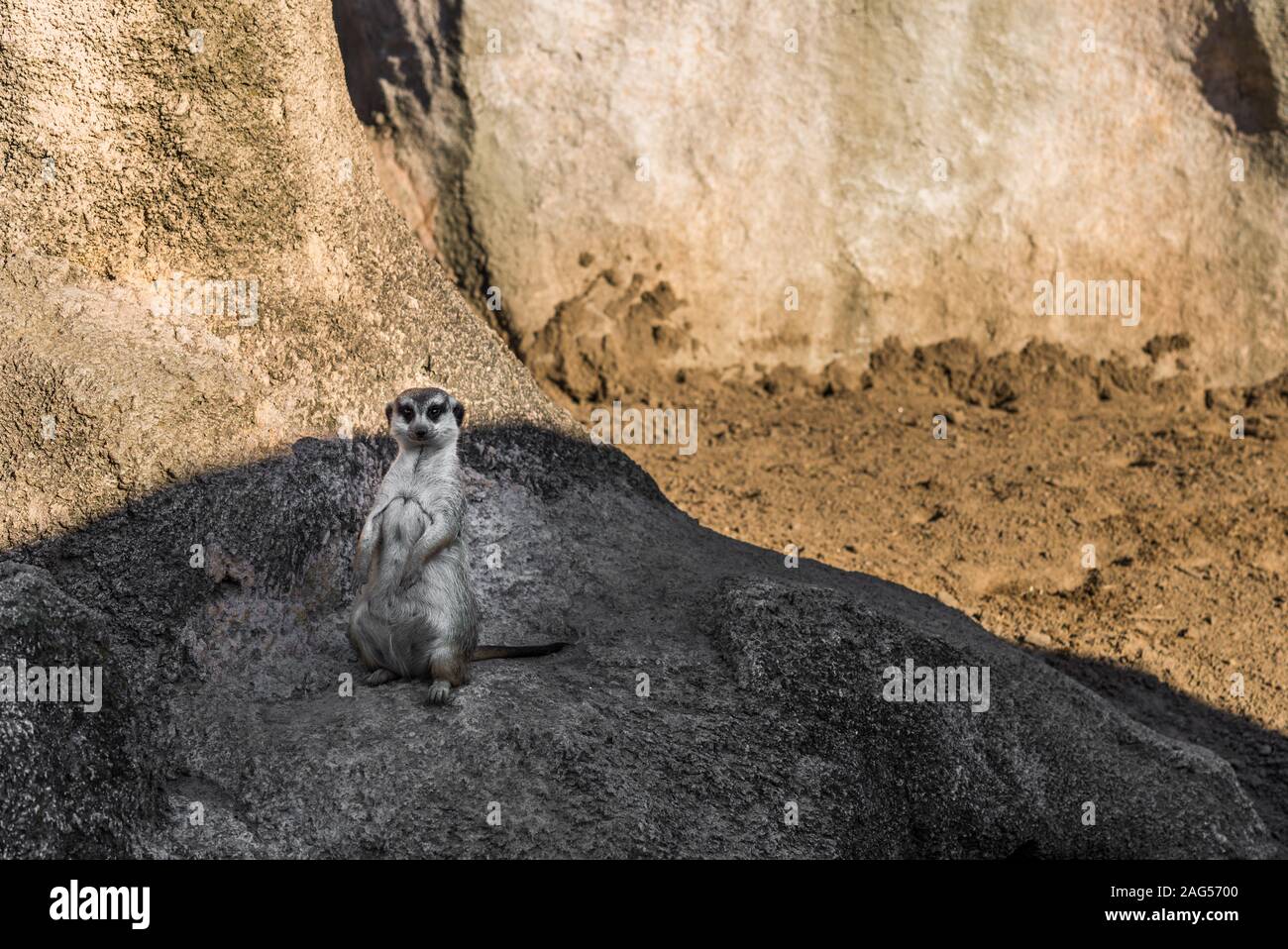 Animal looking sideways hi-res stock photography and images - Alamy