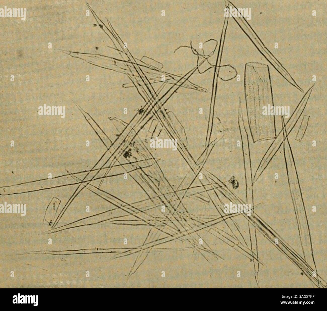 Hempstalk hi-res stock photography and images - Alamy