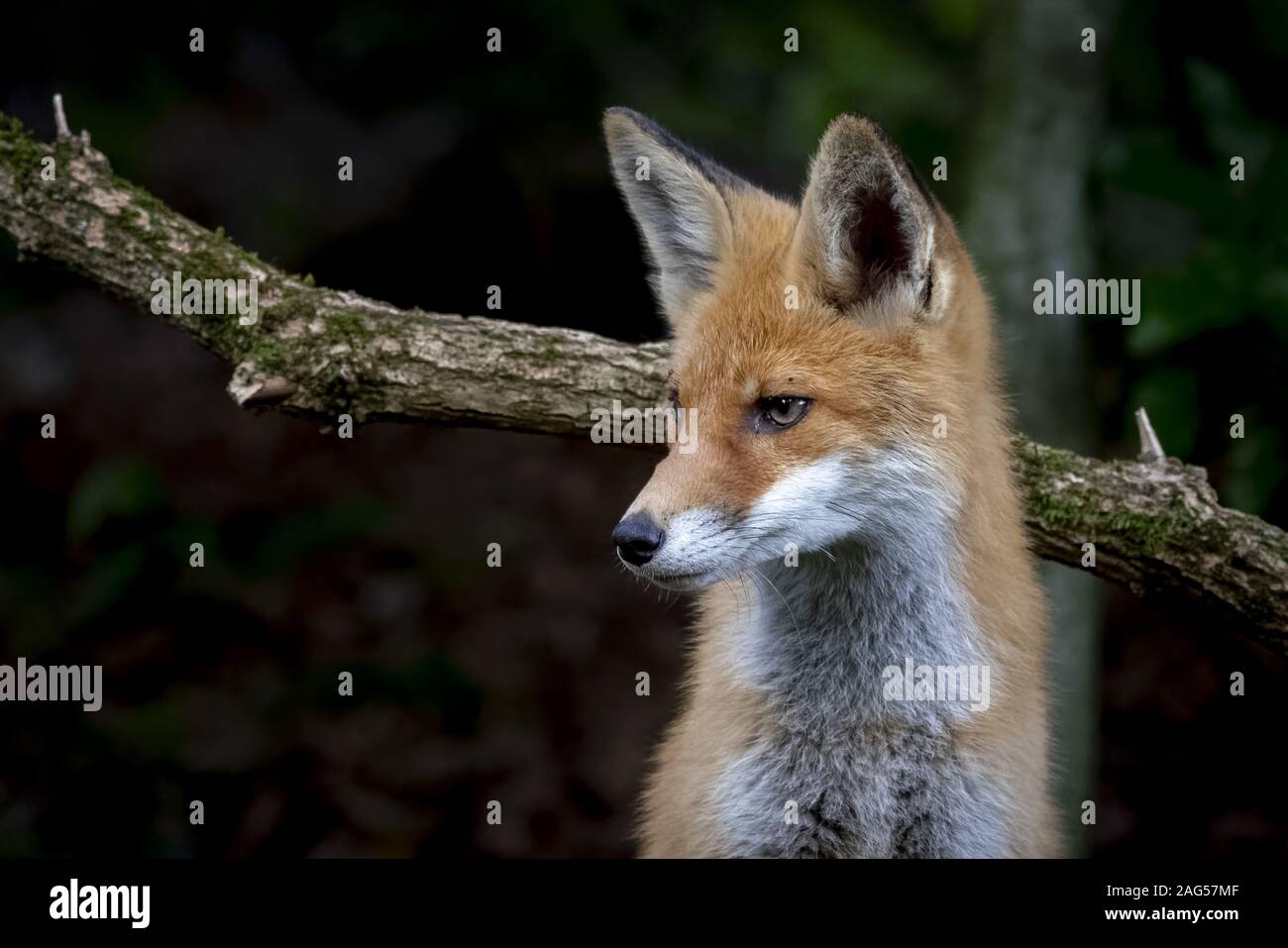 Cute fox with a sly facial expression near a tree branch in the forest ...