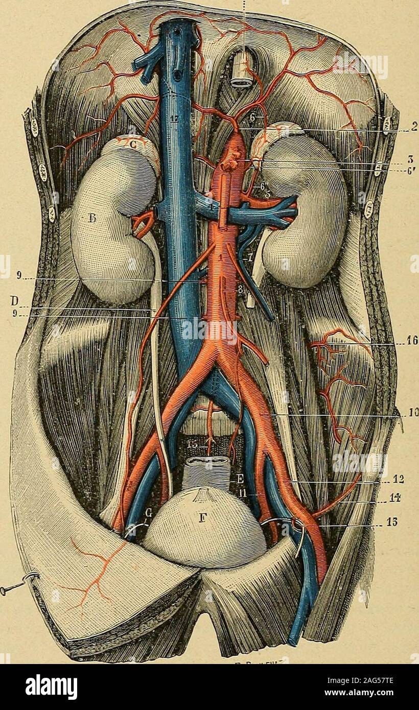 Veine cave hi-res stock photography and images - Alamy