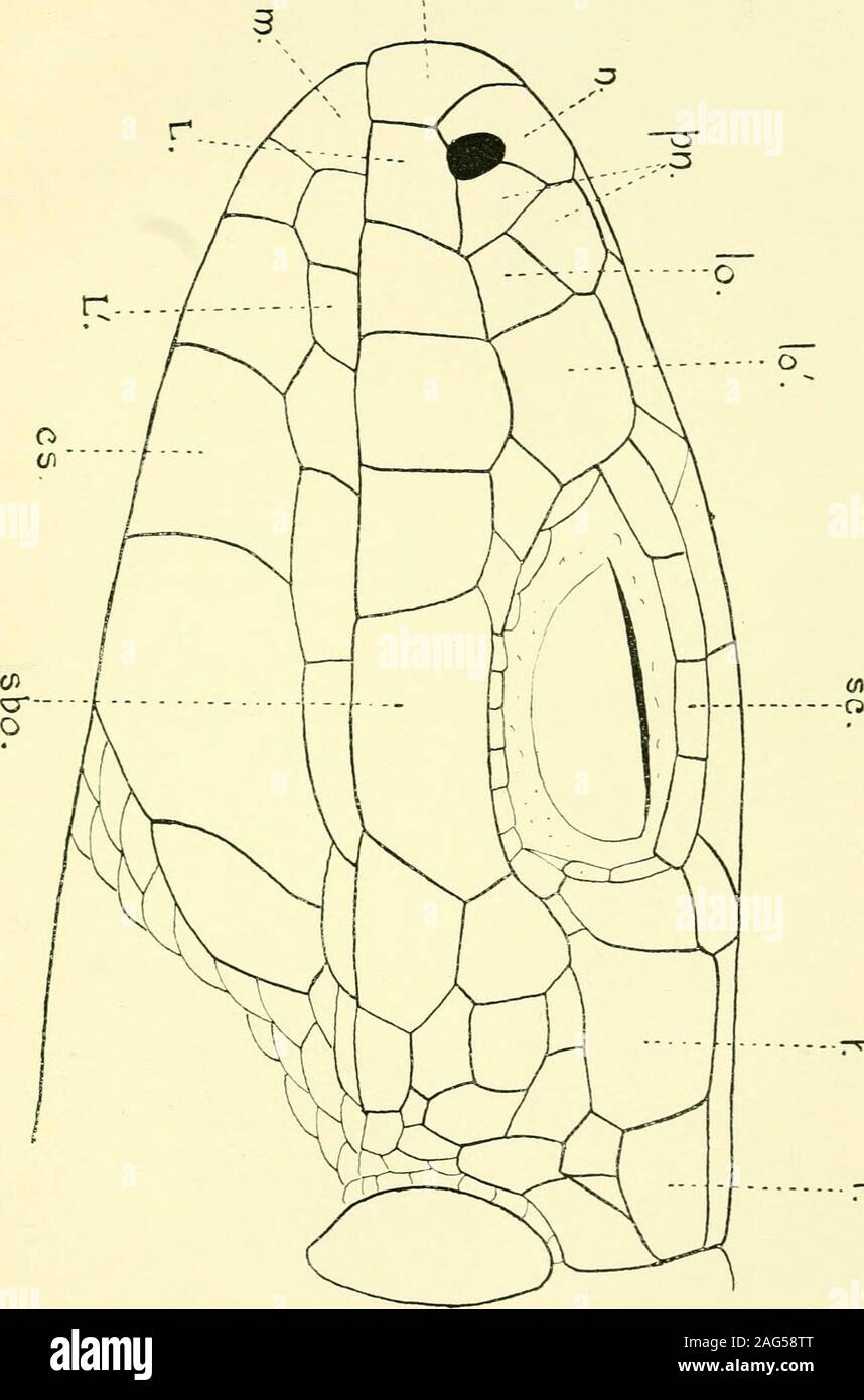 Keeled plates hi-res stock photography and images - Alamy